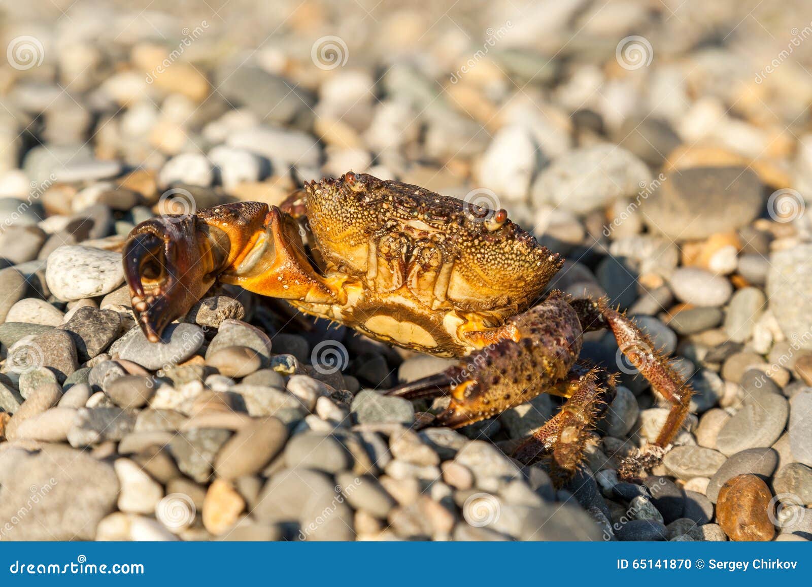 The brown crab stock photo. Image of backgrounds, outdoors - 65141870
