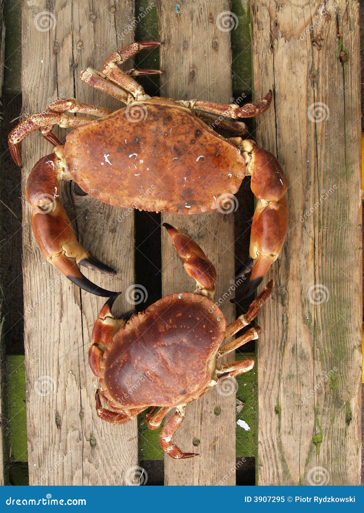Brown crabs stock image. Image of crabs, claw, live, male - 3907295