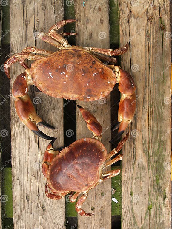 Brown crabs stock image. Image of crabs, claw, live, male - 3907295