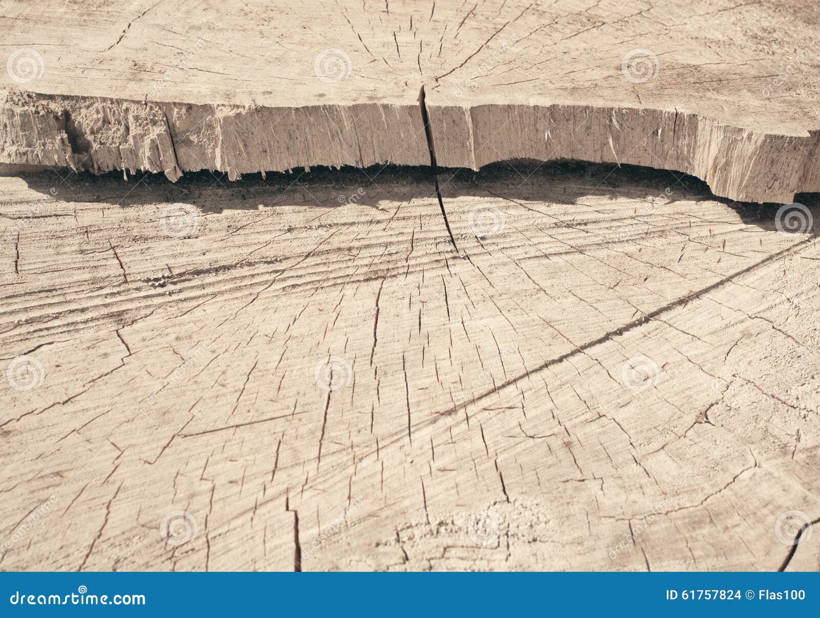 Brown Cracked Tree Stump Texture Stock Photo - Image of wooden, stump ...