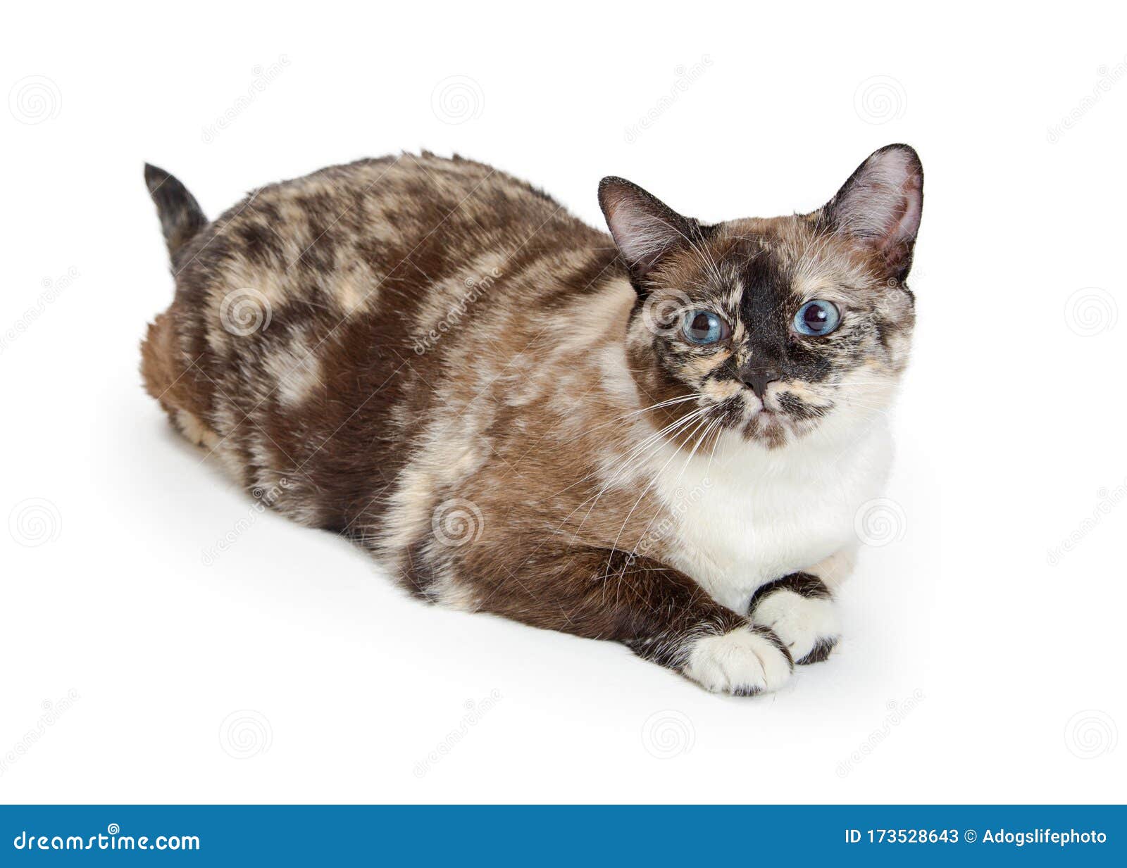Brown And Cream Color Torbie Cat Stock Image Image Of Shot Brown 173528643