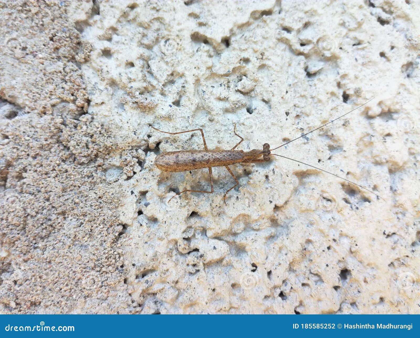 A Brown Creature with a Light Brown Background. Suitable for a ...