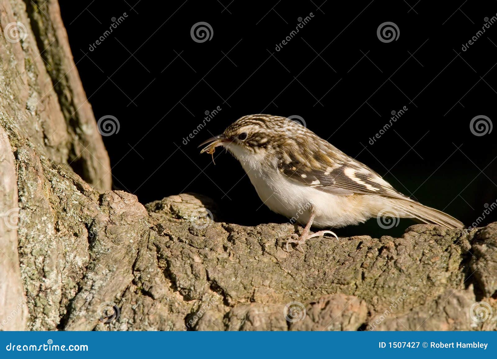 Brown Creeper stock image. Image of nature, americana - 1507427