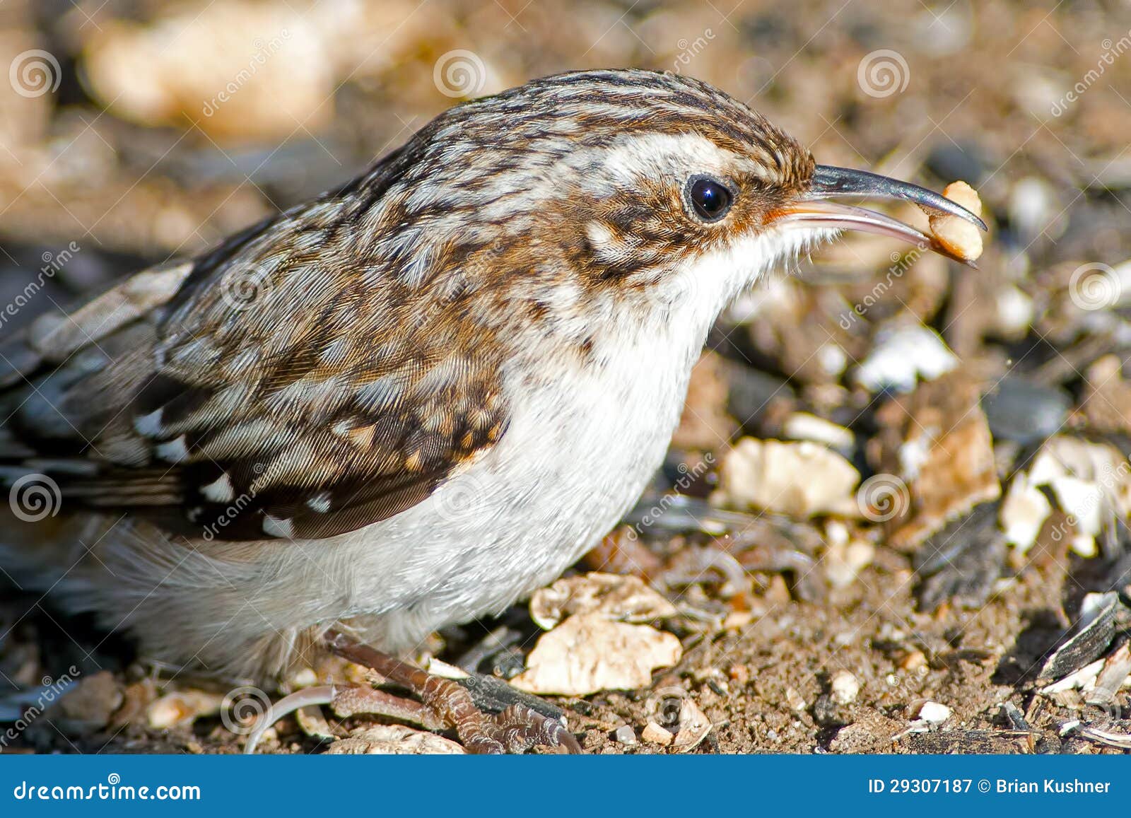 Brown Creeper stock image. Image of sign, animal, certhia - 29307187