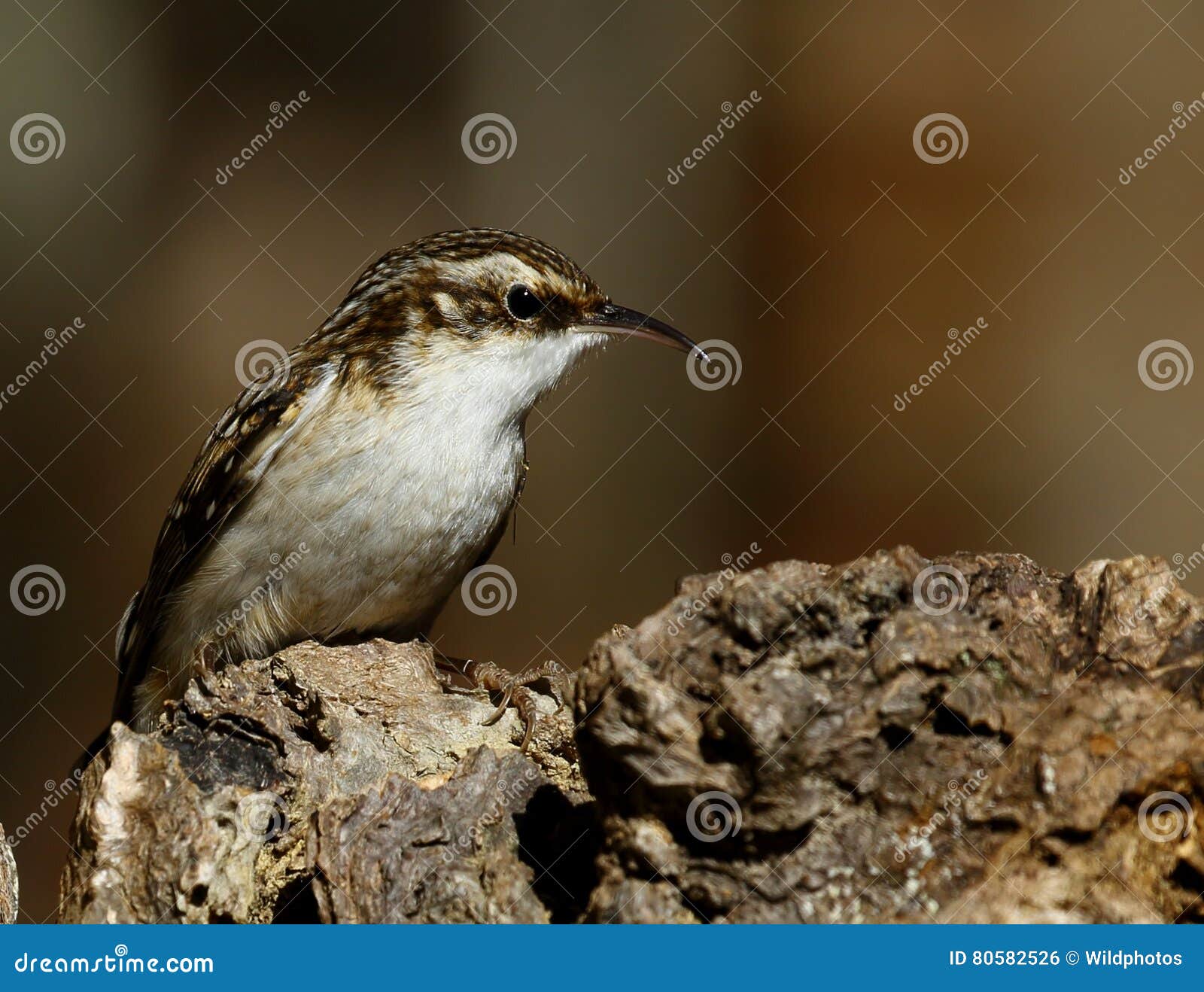 Brown Creeper stock photo. Image of brown, biodiversity - 80582526