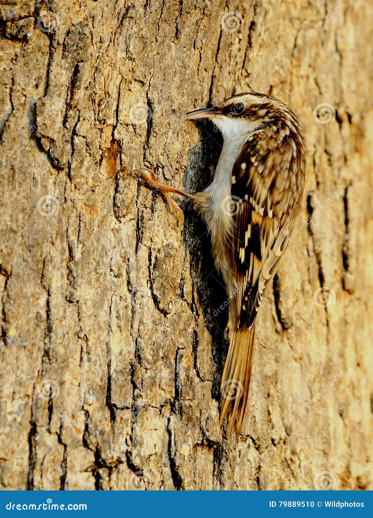 Brown Creeper stock photo. Image of birds, beak, brown - 79889510