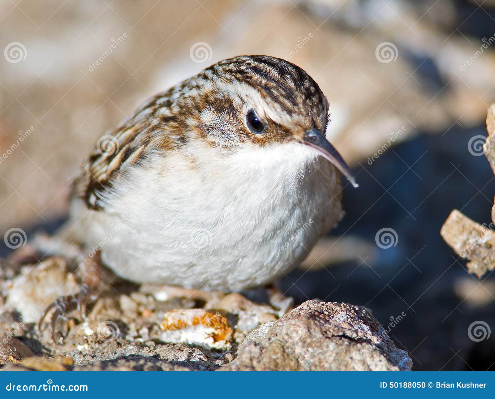 Brown Creeper stock photo. Image of americana, migratory - 50188050