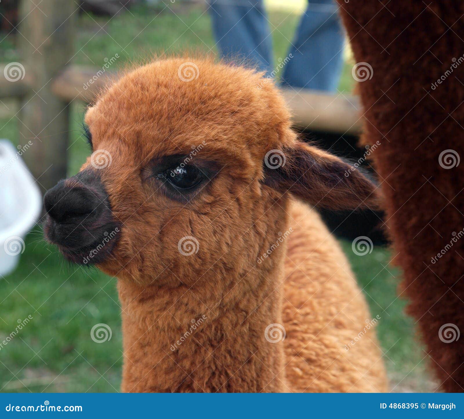 Young Cria And A Guanaco Mother In An Enclosure Stock Photography ...