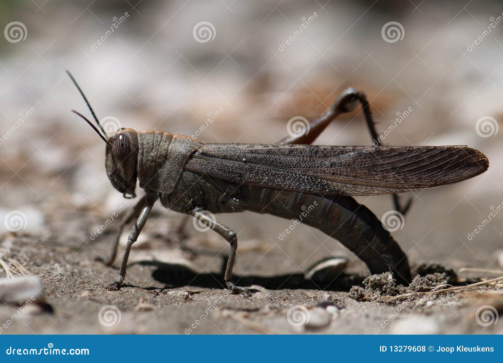 Brown cricket stock photo. Image of nature, grasshopper - 13279608