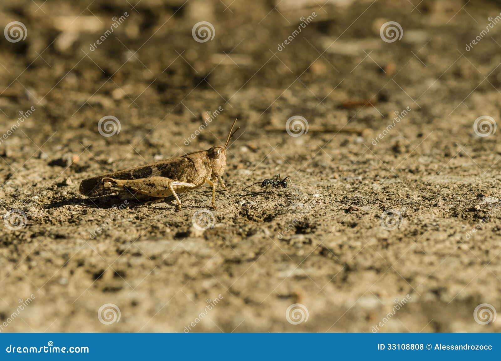 Brown cricket camouflage stock photo. Image of macro - 33108808