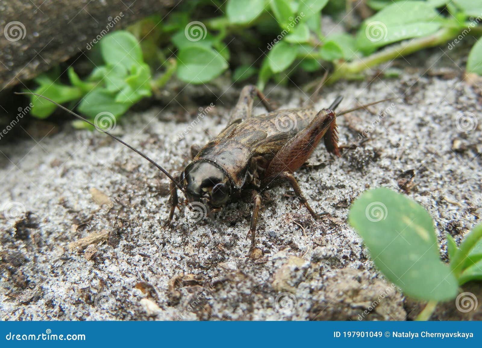 Brown Cricket on Ground, Closeup Stock Image - Image of plant, brown ...
