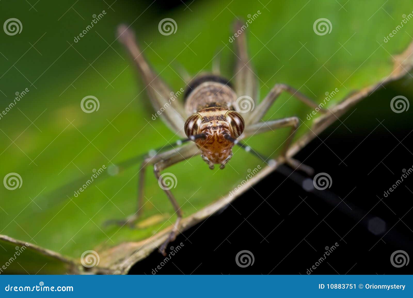 A Brown Cricket Head on View Stock Image - Image of wild, nature: 10883751
