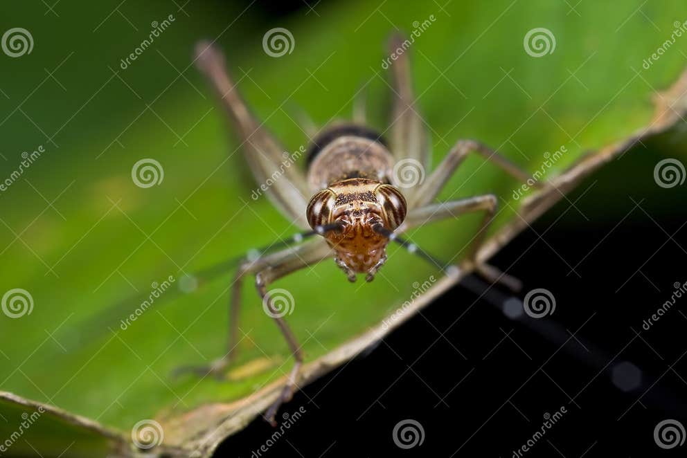 A Brown Cricket Head on View Stock Image - Image of wild, nature: 10883751