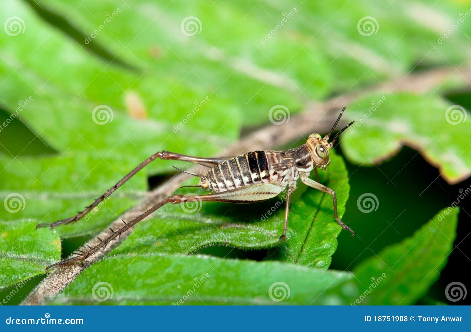 Brown Cricket Macro stock photo. Image of insect, detail - 18751908