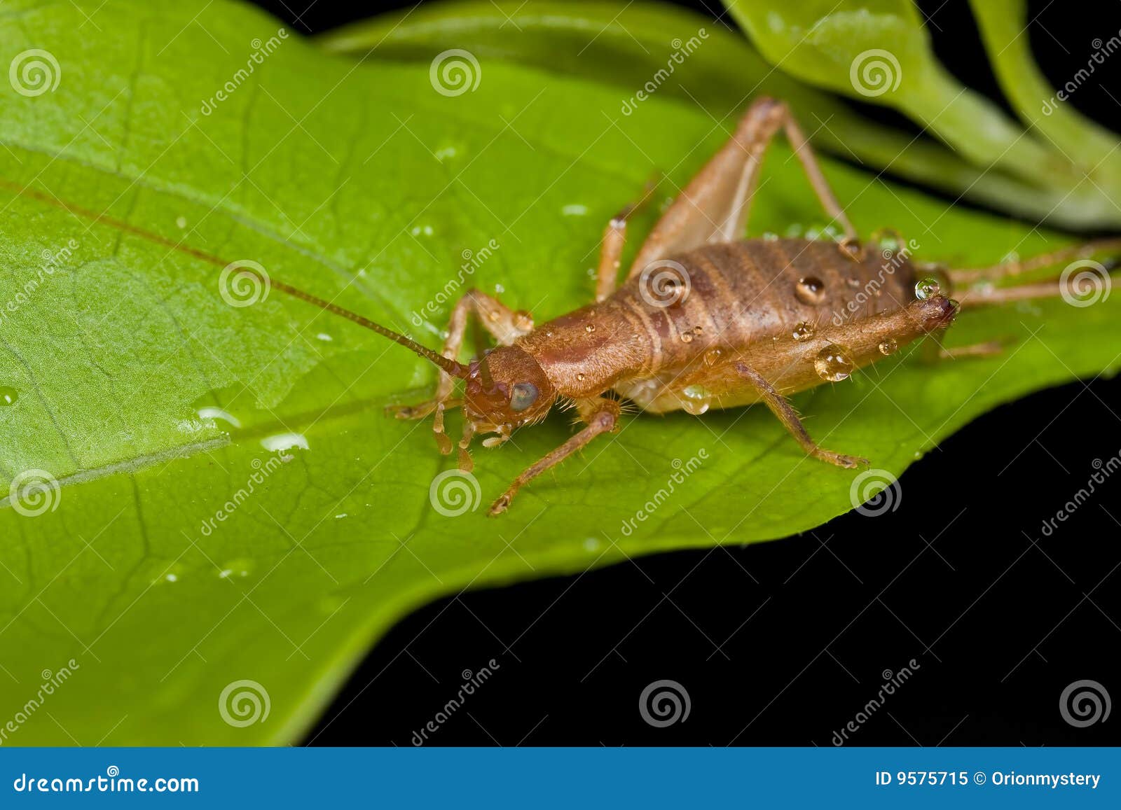 The Brown Cricket Is Beautiful And Has Two Antennae On Its Head Stock ...