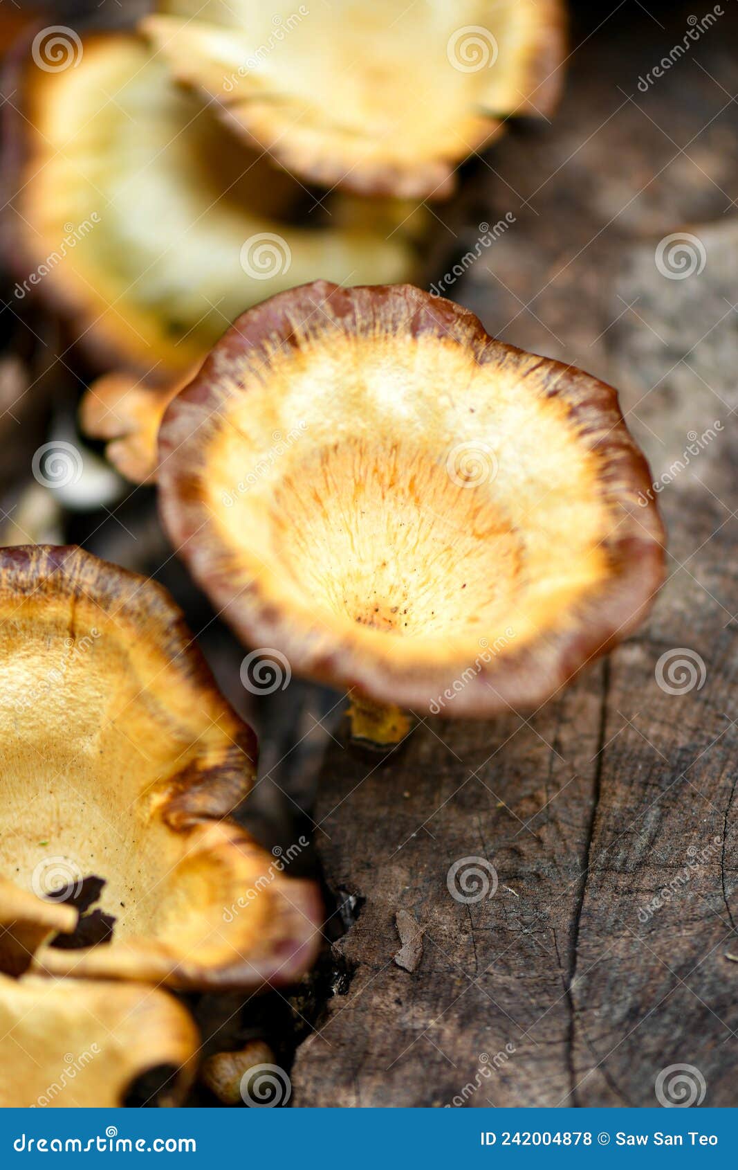 Brown Cup Shape Mushrooms in Singapore Stock Photo - Image of biology ...