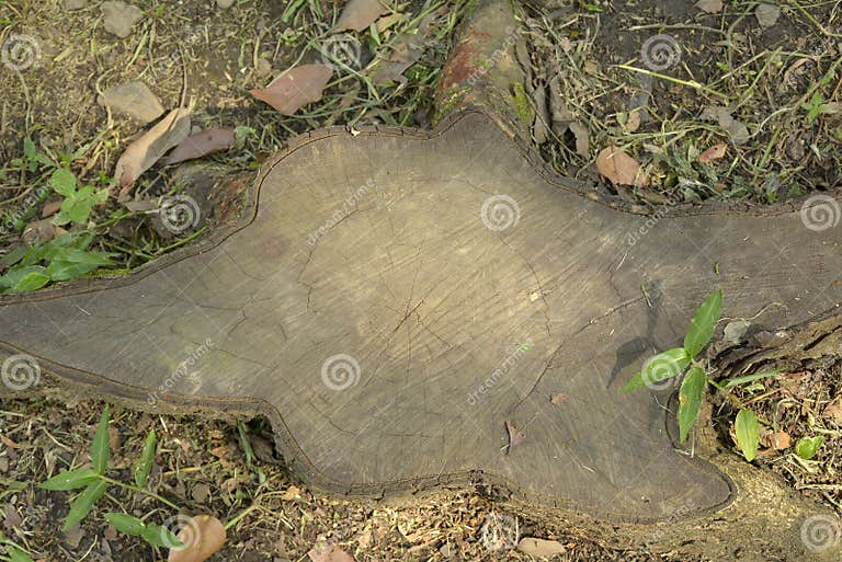 Brown Cut Tree Section Bark Stock Photo - Image of nature, garden ...