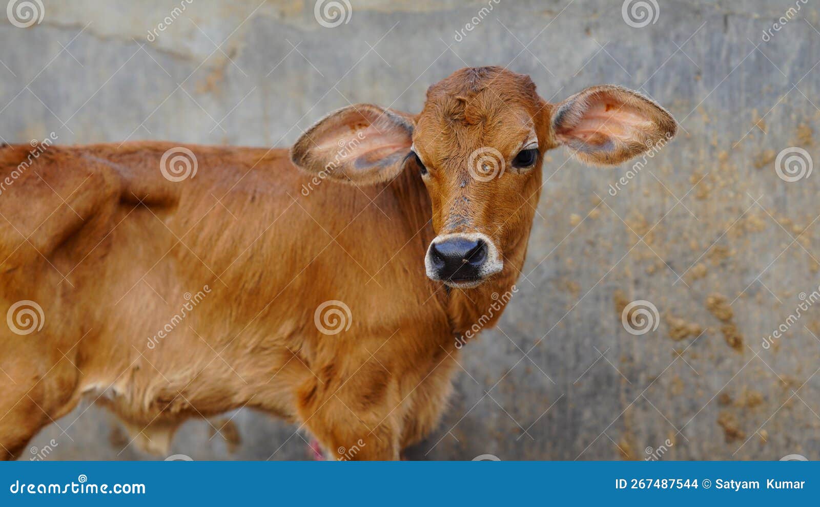 Indian Cow Calf,brown Color Cow Calf,white Wall Background Stock Photo ...