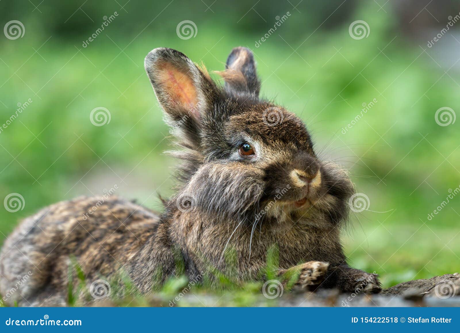 A Brown Cute Dwarf Rabbit Resting in the Grass Stock Photo - Image of ...