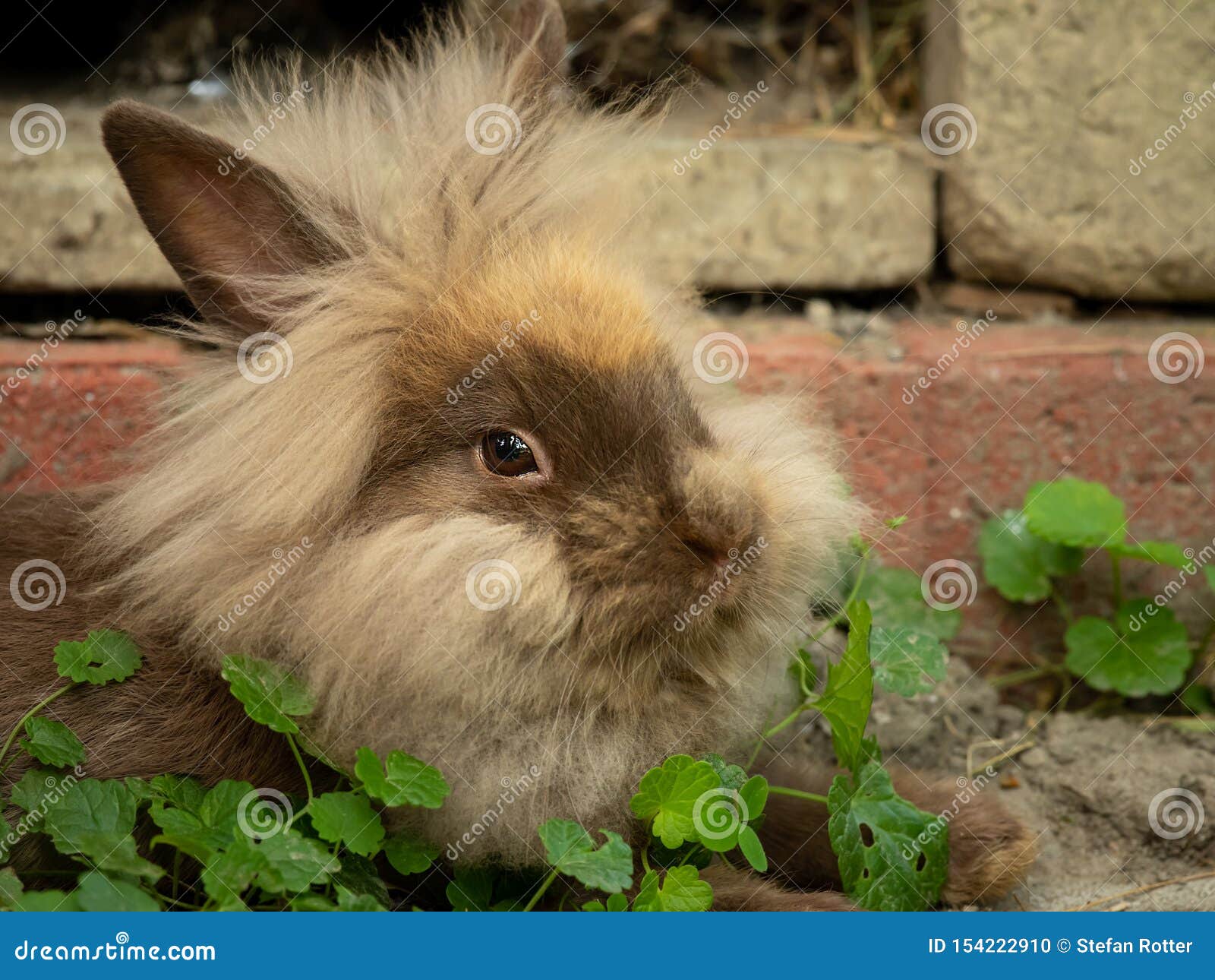 A Brown Cute Dwarf Rabbit Resting in the Grass Stock Photo - Image of ...