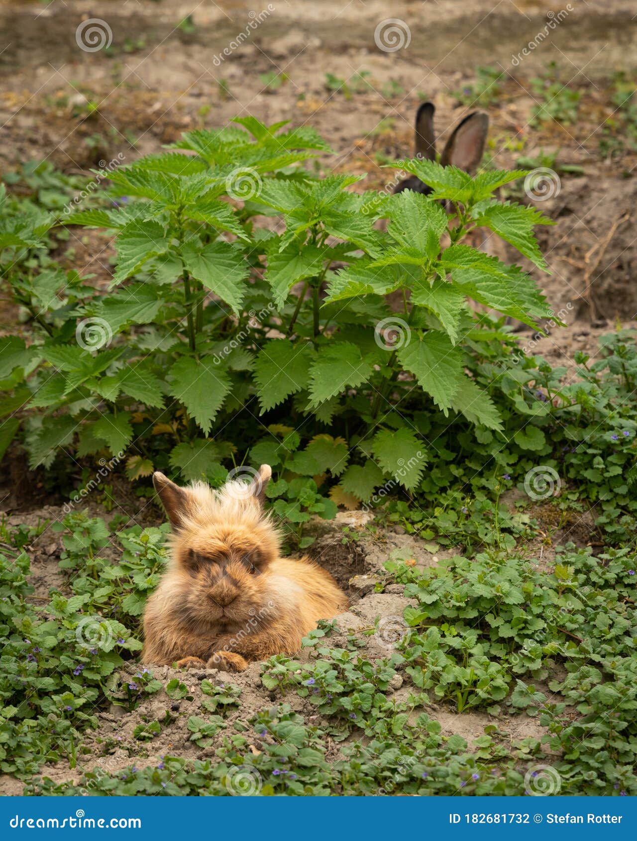 A Brown Cute Dwarf Rabbit Resting in the Grass Stock Photo - Image of ...
