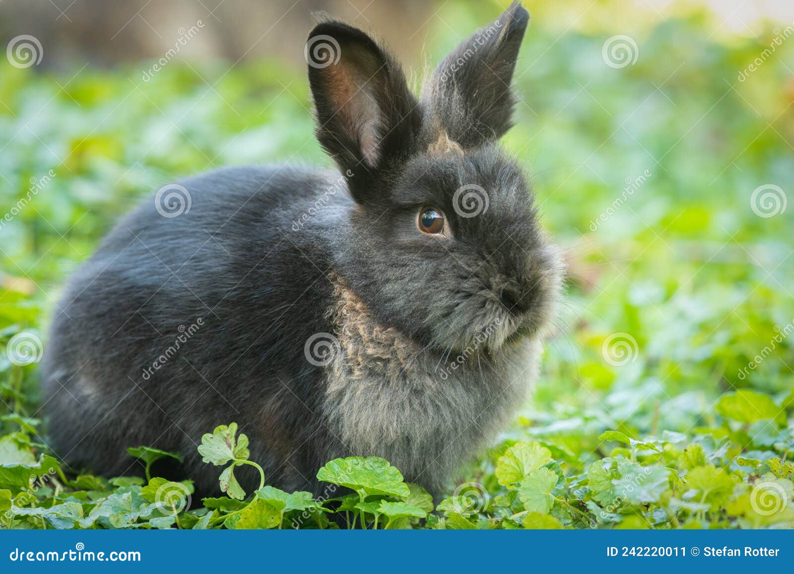 A Brown Cute Dwarf Rabbit Resting in the Grass Stock Image - Image of ...