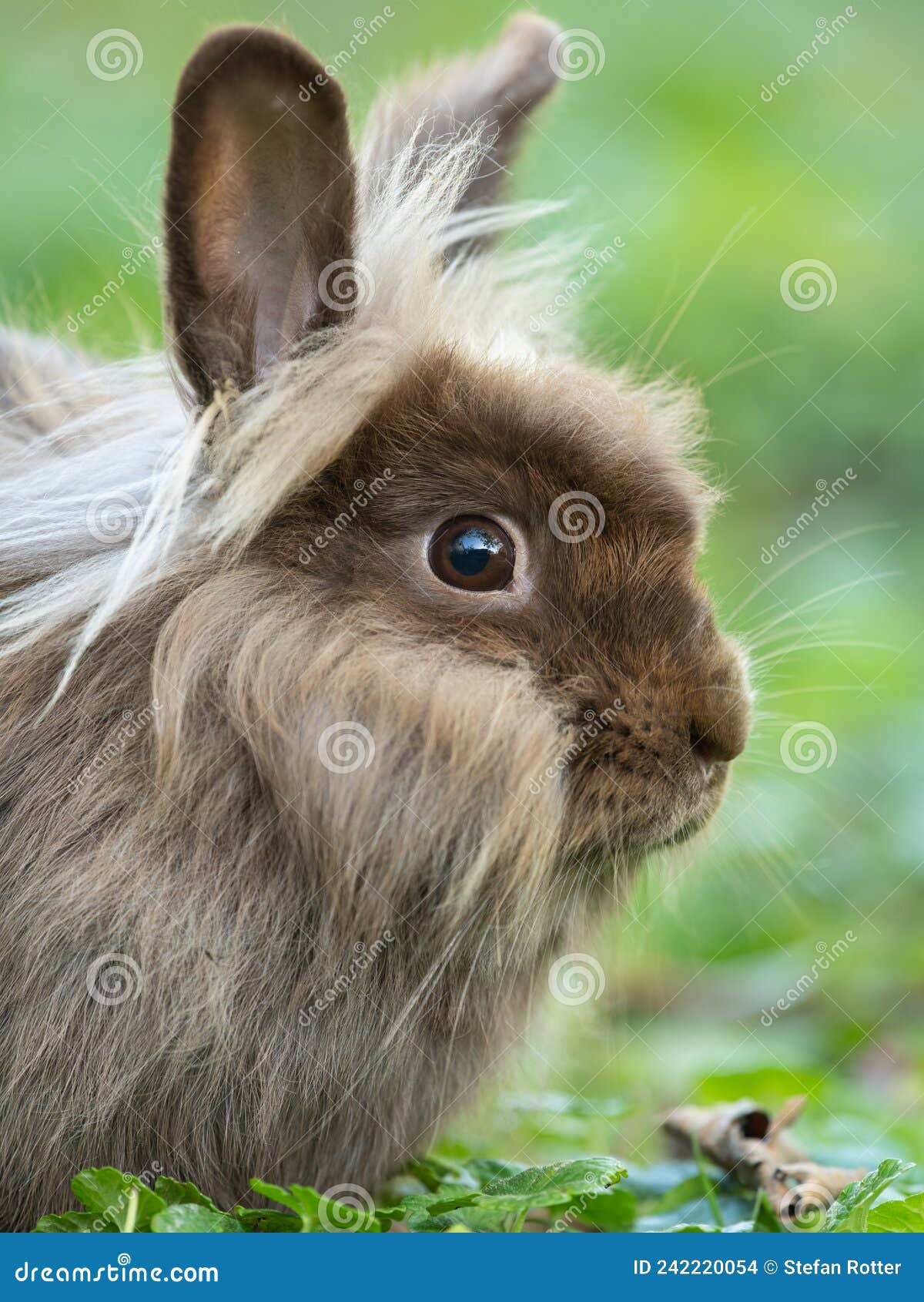 A Brown Cute Dwarf Rabbit Resting in the Grass Stock Photo - Image of ...
