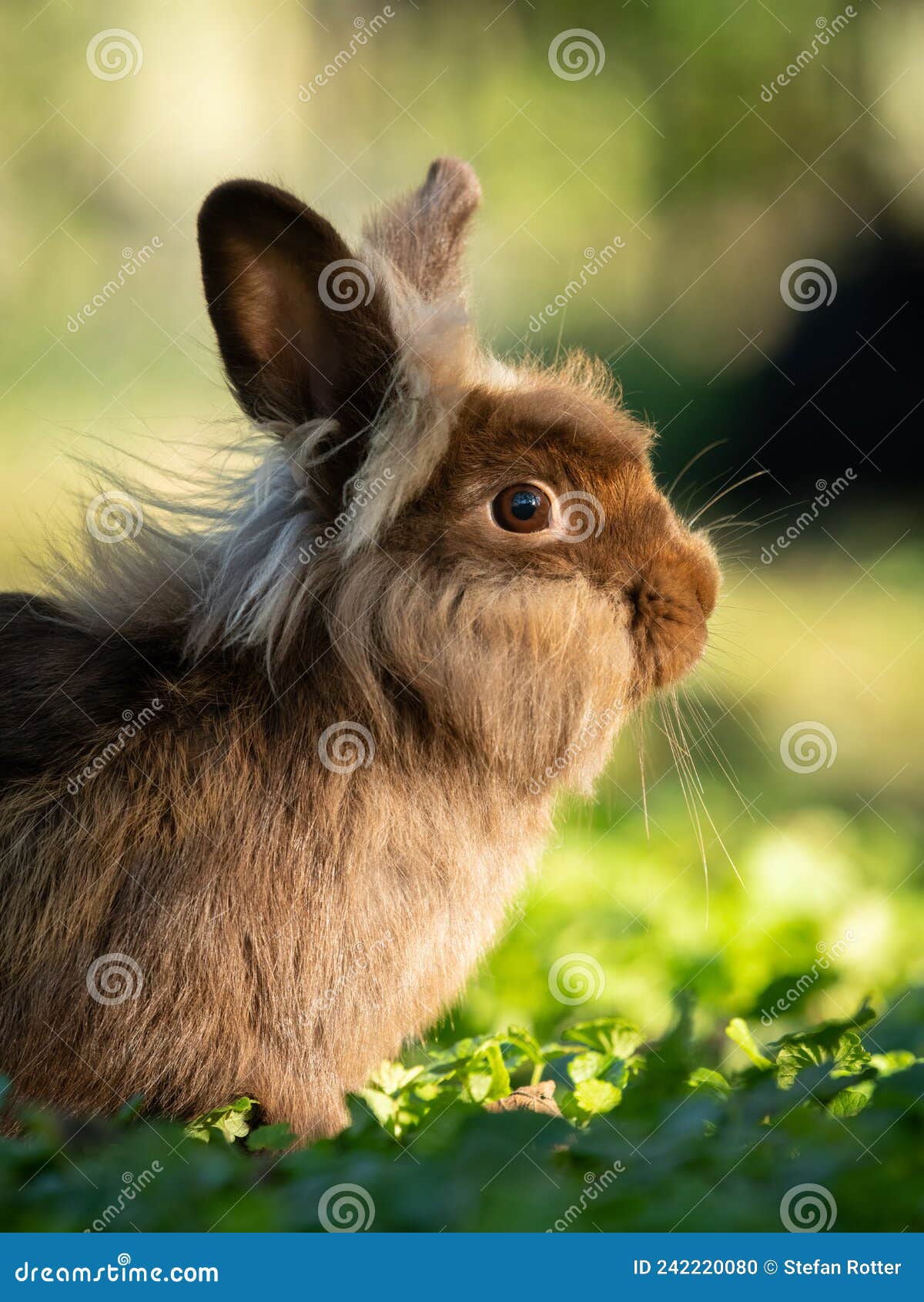 A Brown Cute Dwarf Rabbit Resting in the Grass Stock Photo - Image of ...