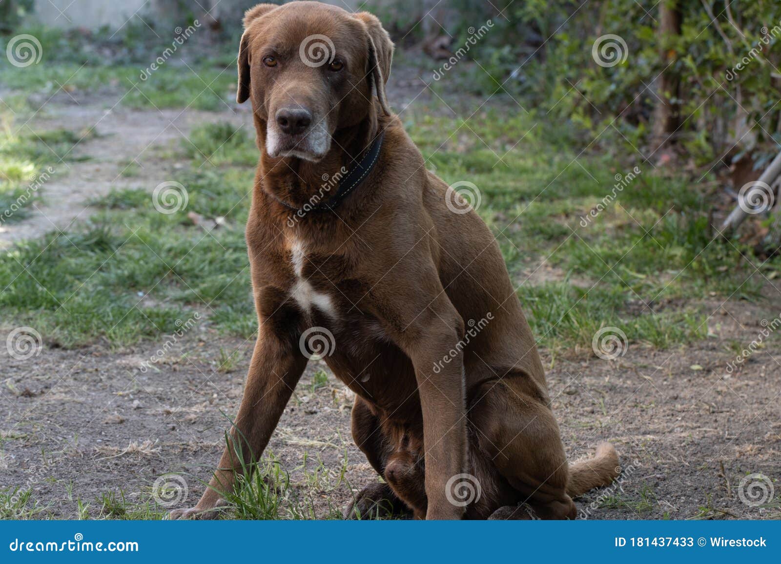 Brown Cute Labrador Retriever in the Garden Stock Image - Image of ...