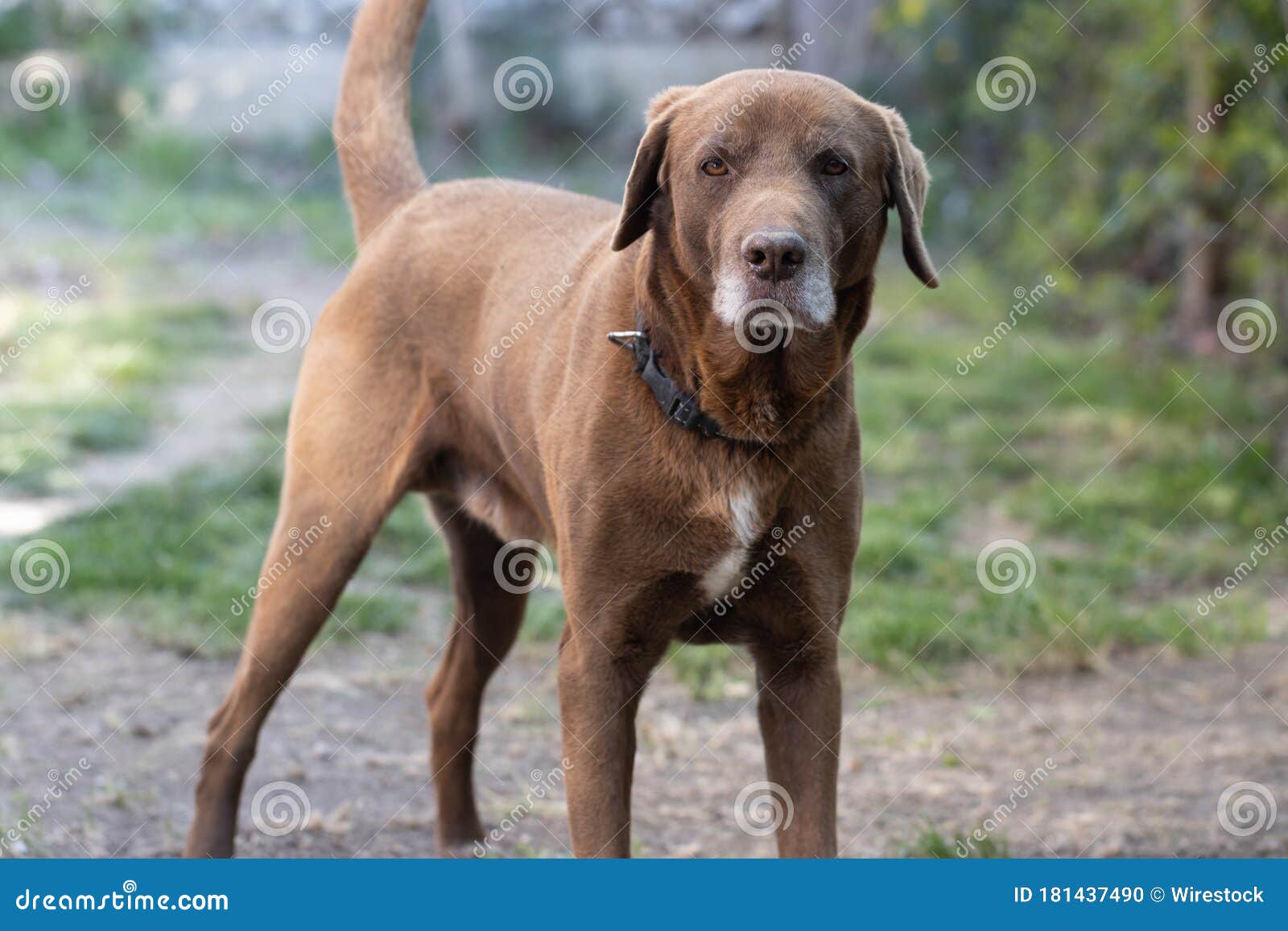 Brown Cute Labrador Retriever in the Garden Stock Photo - Image of ...