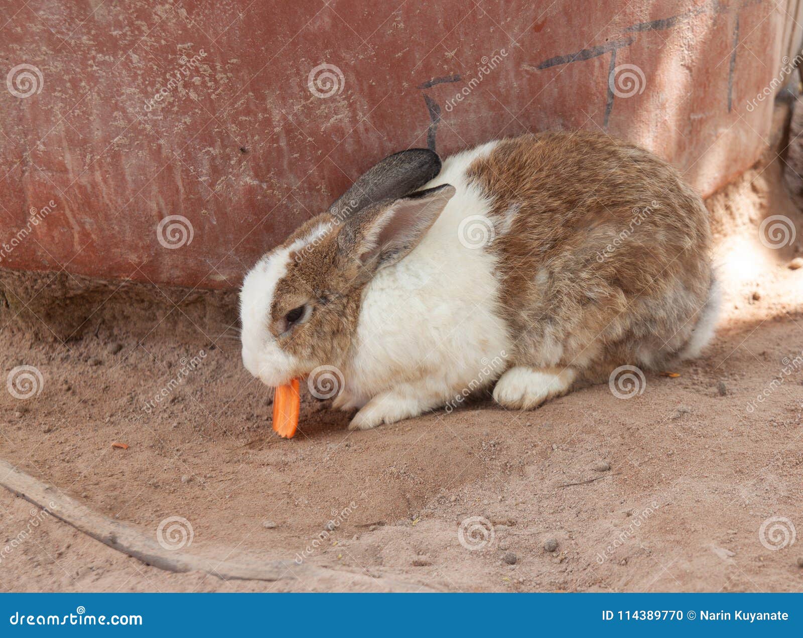 Cute Rabbit Eat Carrot on Ground Stock Photo - Image of baby, nature ...