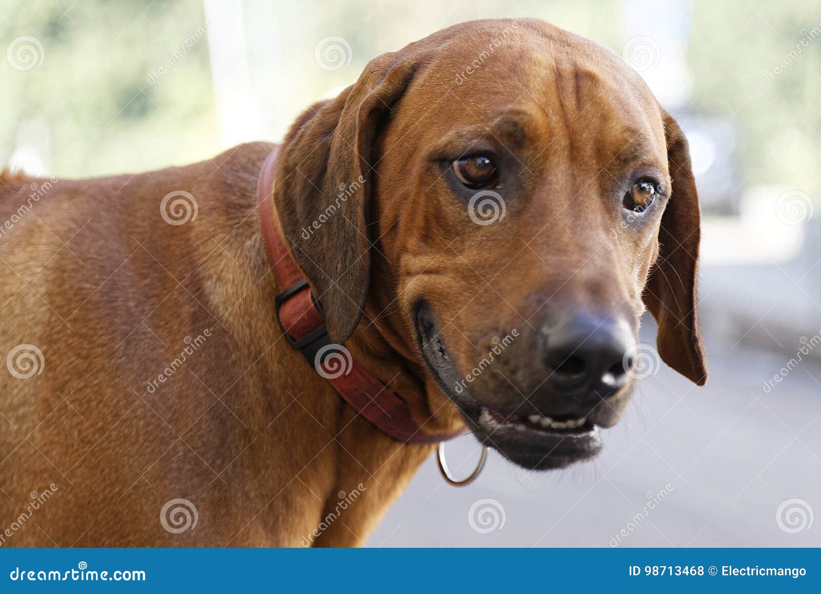 Dog stock photo. Image of brown, domestic, ridgeback - 98713468
