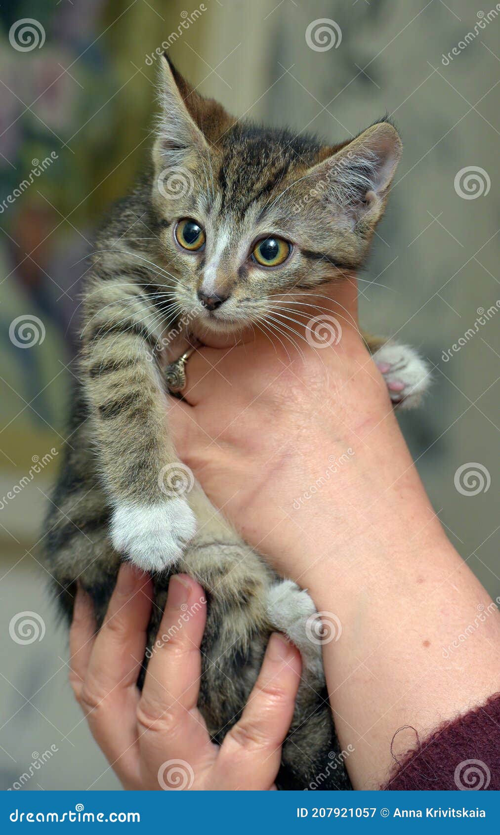 Brown Cute Tabby Kitten in Her Arms Stock Image - Image of kitten ...