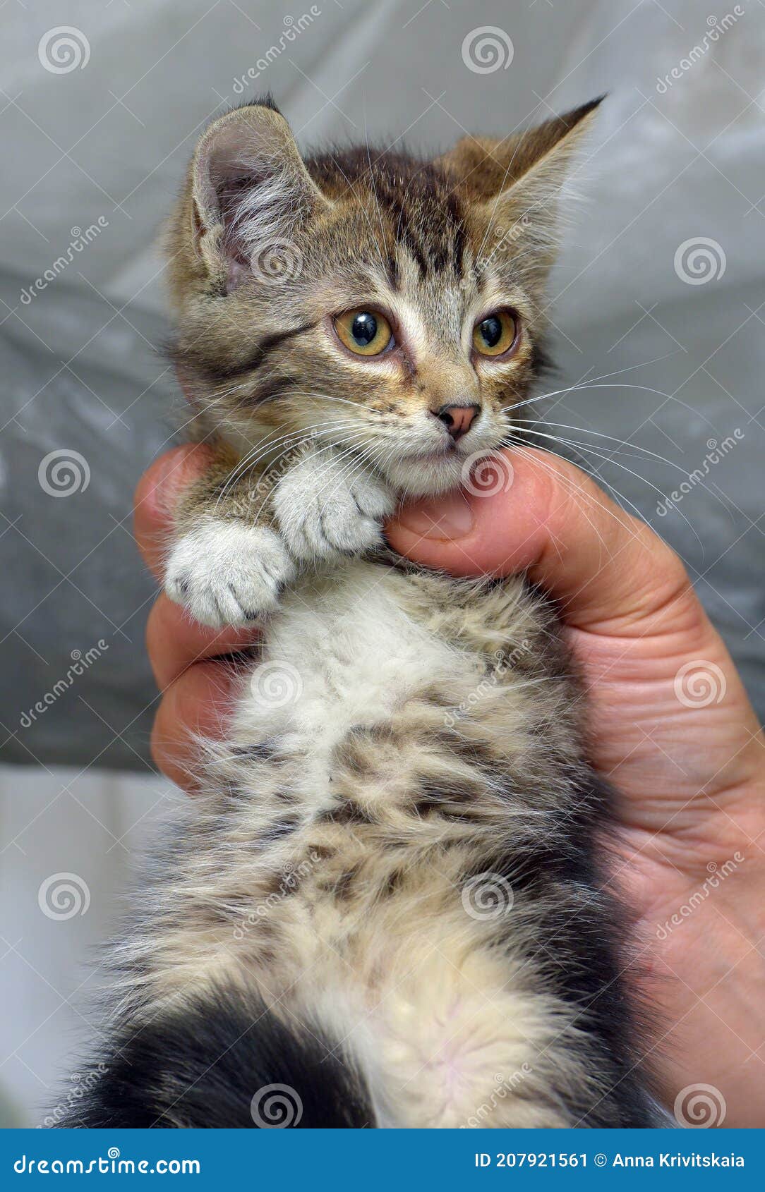 Brown Cute Tabby Kitten in Her Arms Stock Image - Image of feline ...