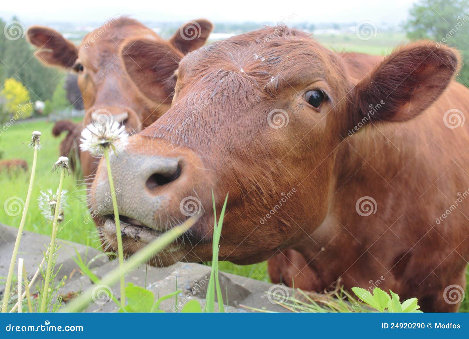 Brown Dairy Cow Smelling Dandelion Stock Photo - Image of countryside ...