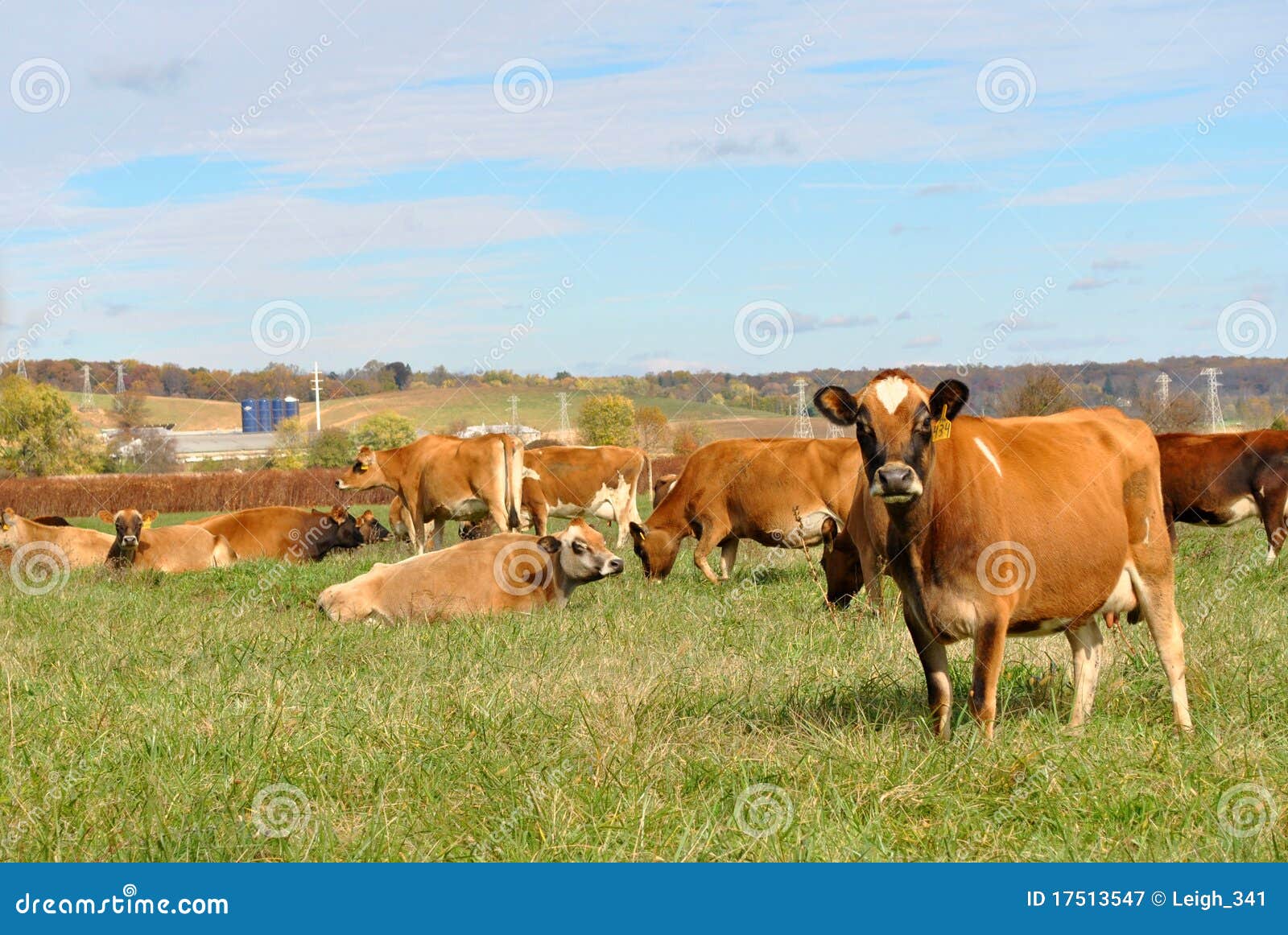Red Brown Dairy Show Cow Standing Head Up And Proudly In A Field With ...