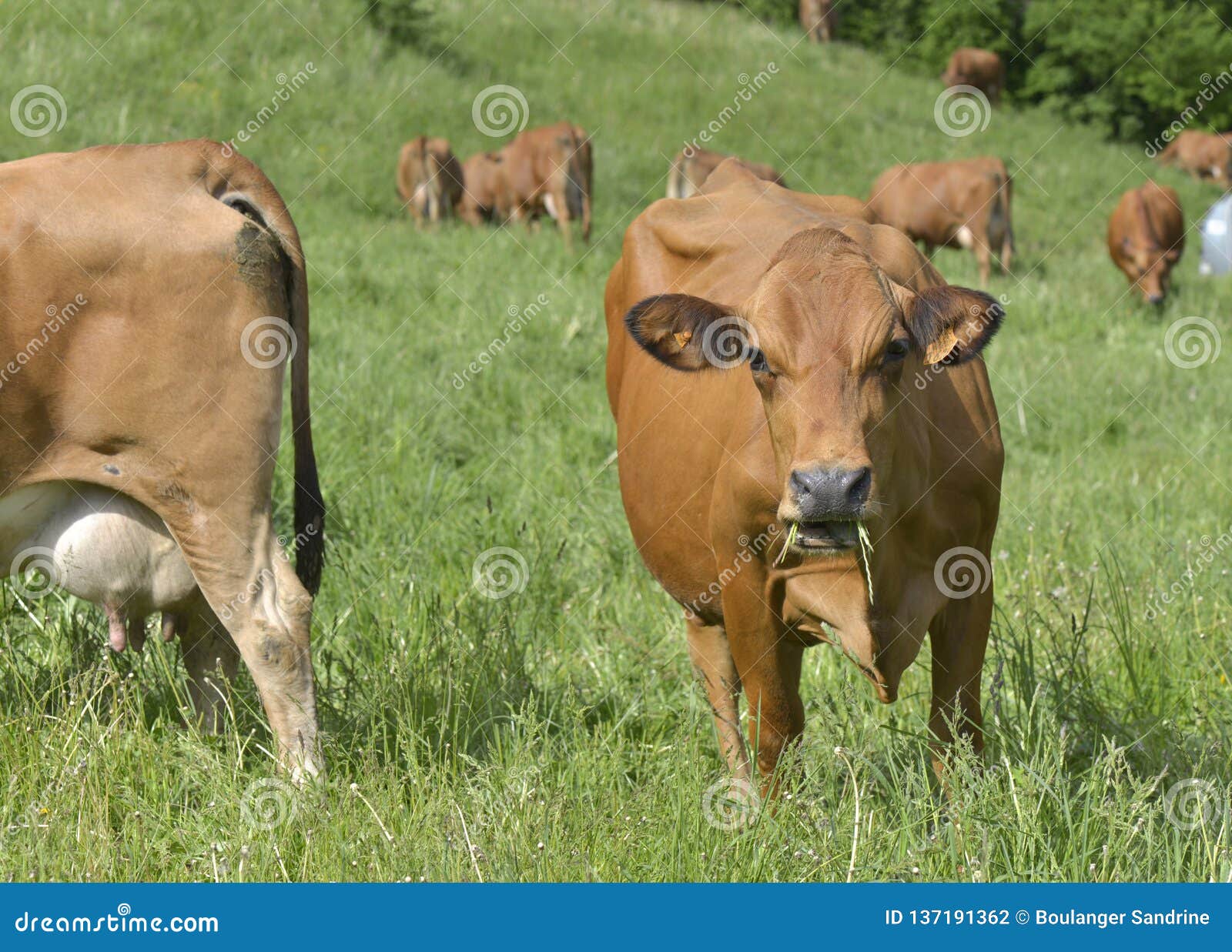 Brown Dairy Cows in Pasture Stock Photo - Image of pasture, cows: 137191362
