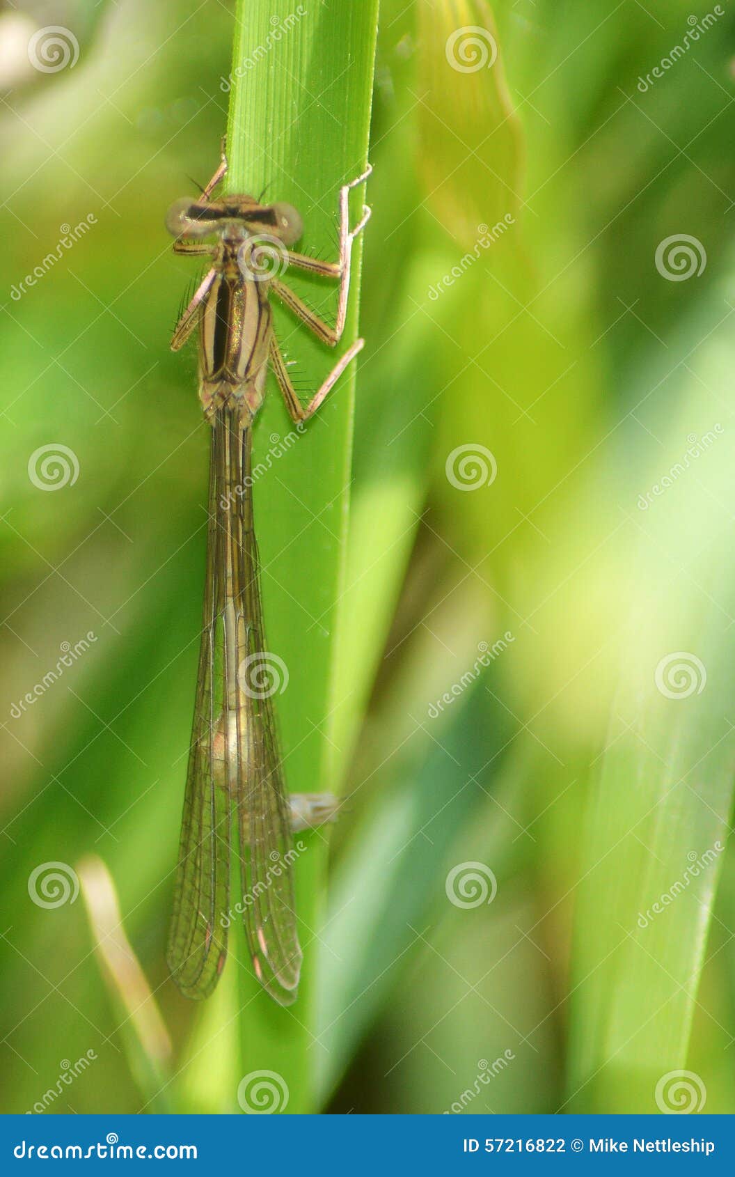 A brown damsel fly stock photo. Image of winged, brown - 57216822
