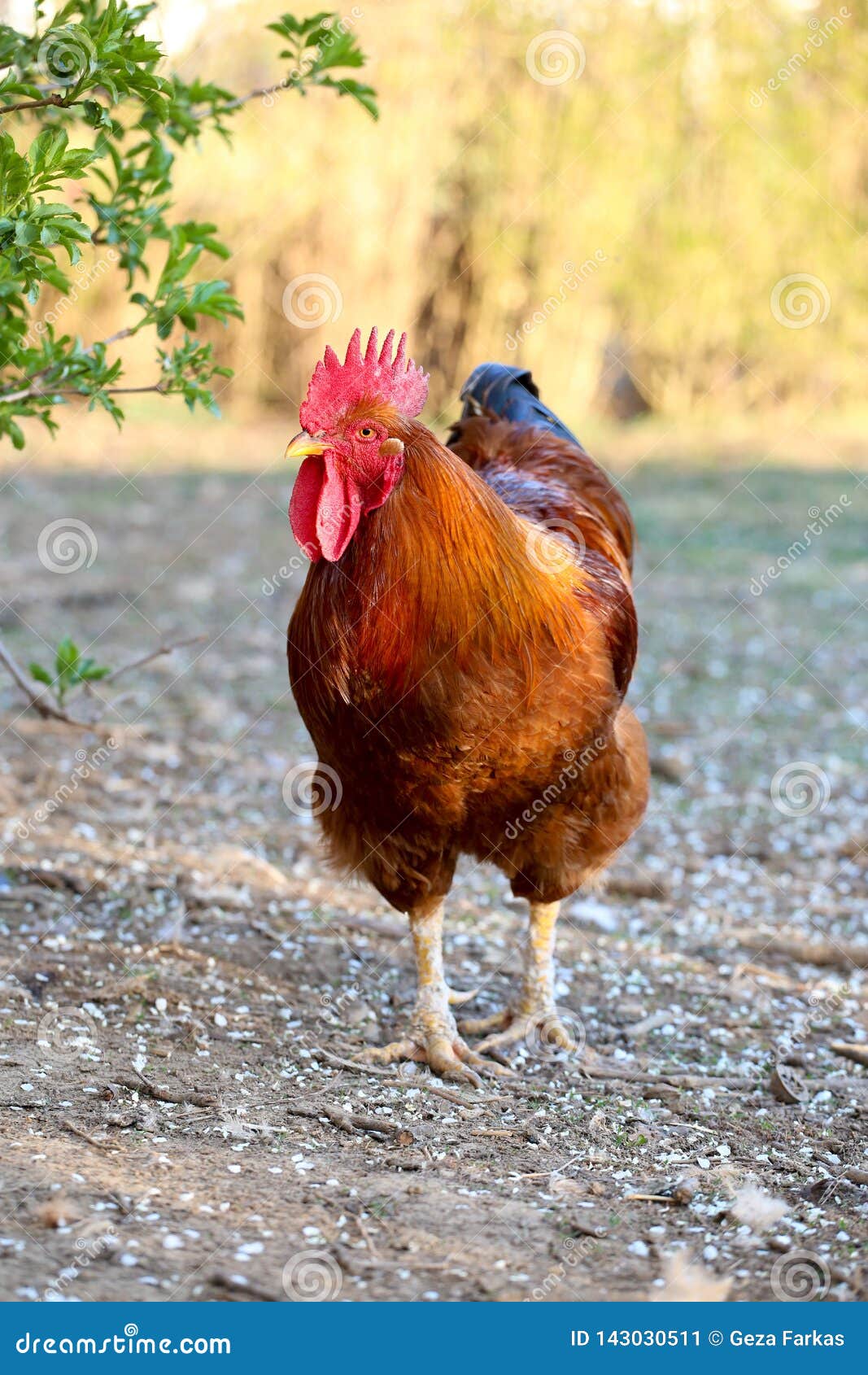 Brown rooster on the yard stock image. Image of male - 143030511