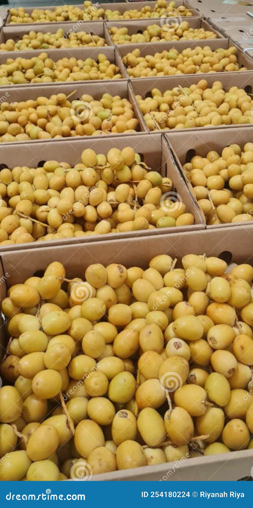 Yellow dates are in a box stock photo. Image of yellows - 254180224