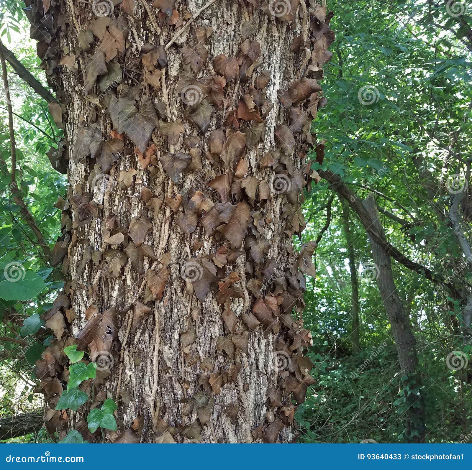 Brown dead ivy on a tree stock image. Image of trunk - 93640433