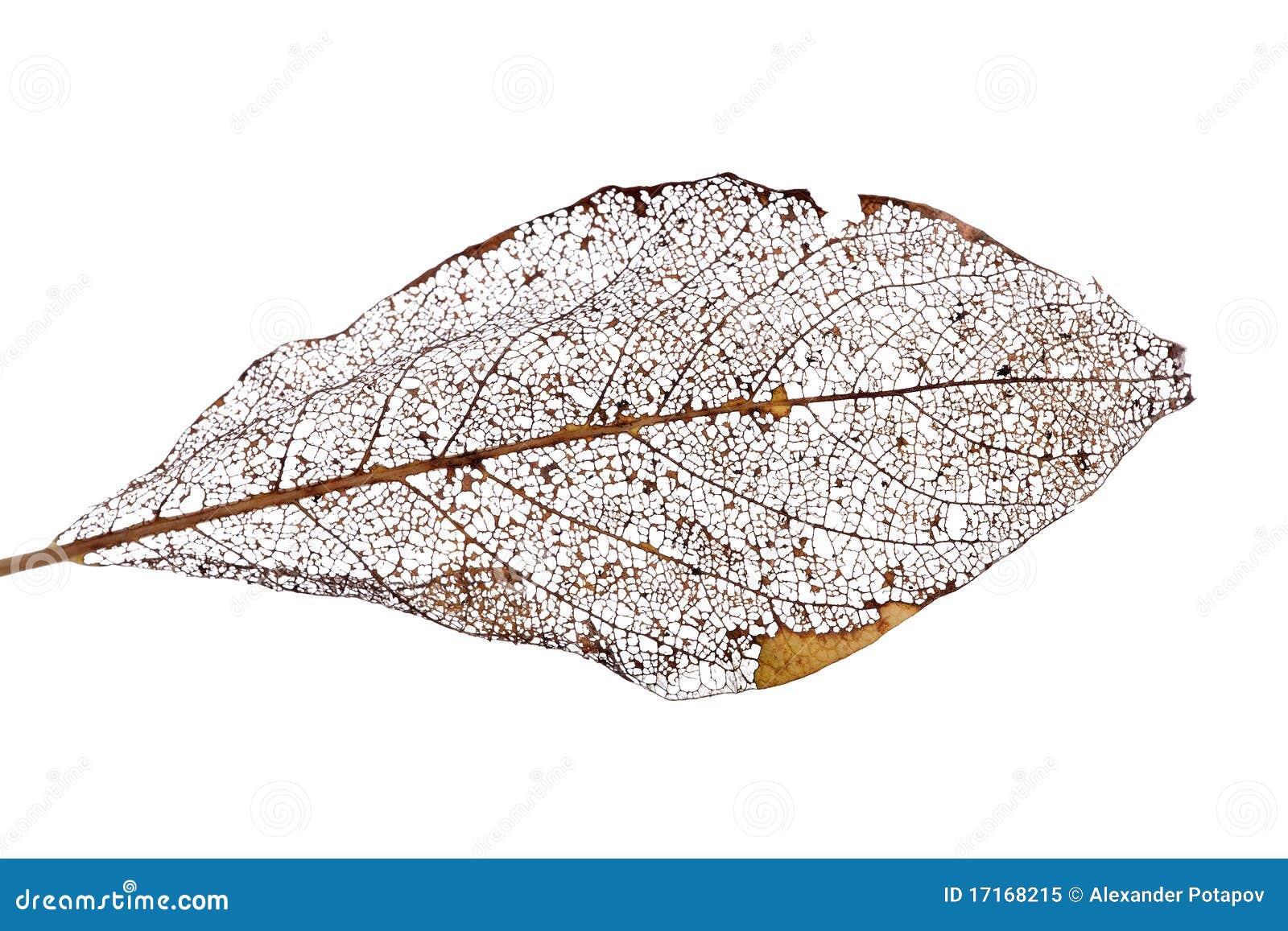 Old Dry Dead Leaf Texture Gold Stock Photo | CartoonDealer.com #95544