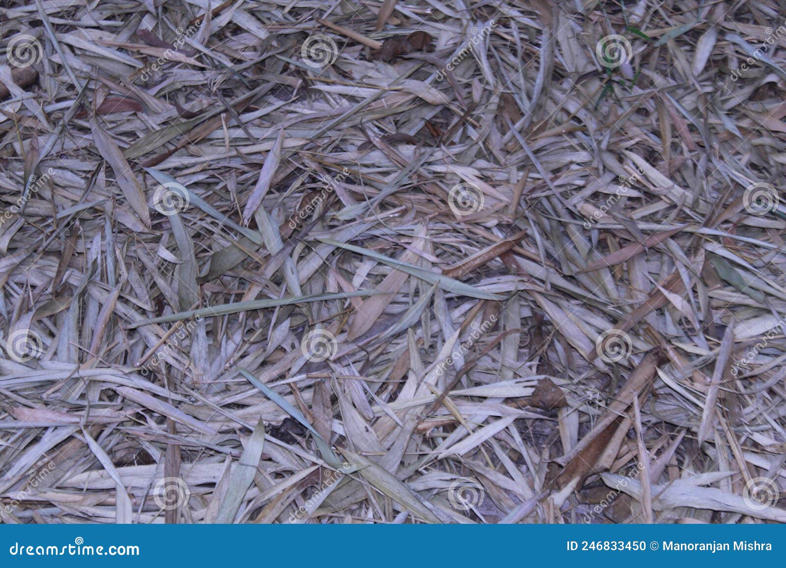 Brown Dead Leaves Background Texture Stock Photo - Image of golden ...