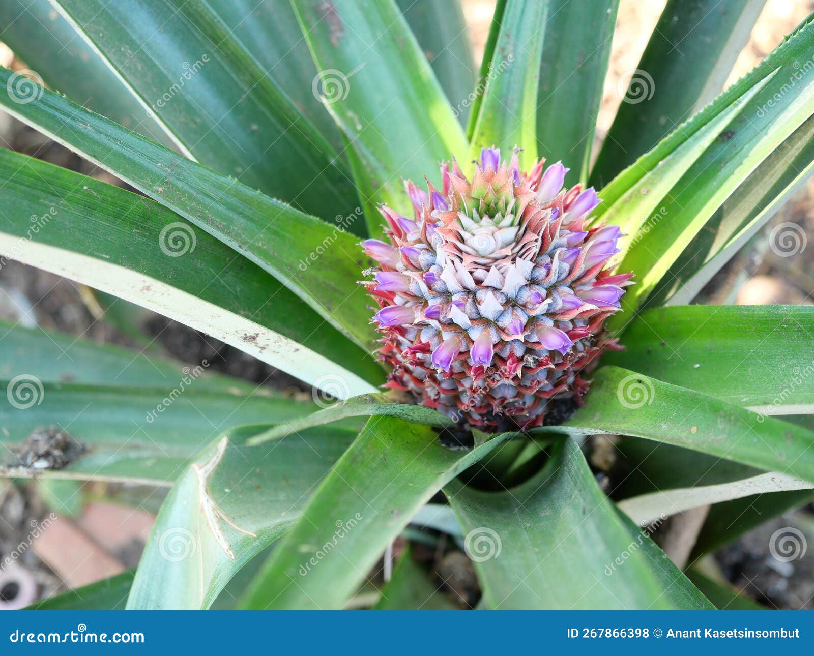 Brown Deciduous Tree Bare with Branches without Leaves on Meadow with ...