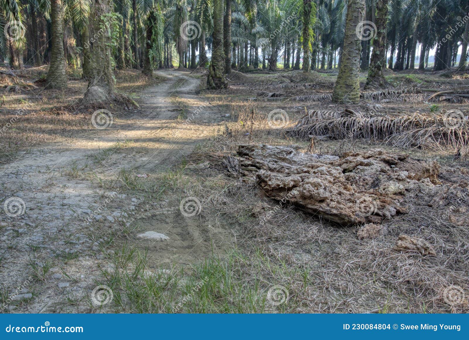 The Brown Decomposed Tree Trunk on the Ground Stock Photo - Image of ...