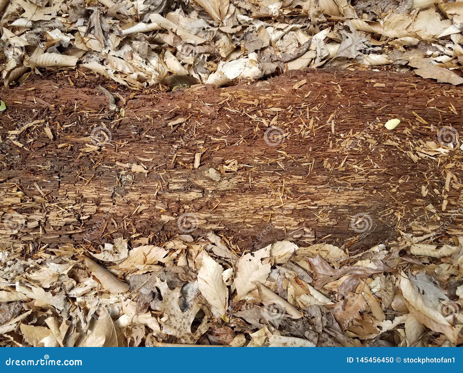 Brown Decomposing or Decaying Tree Log with Brown Leaves Stock Photo ...