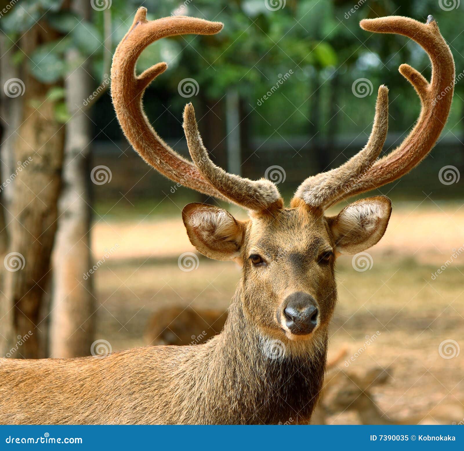 Brown Deer stock image. Image of cautious, closeup, outside - 7390035