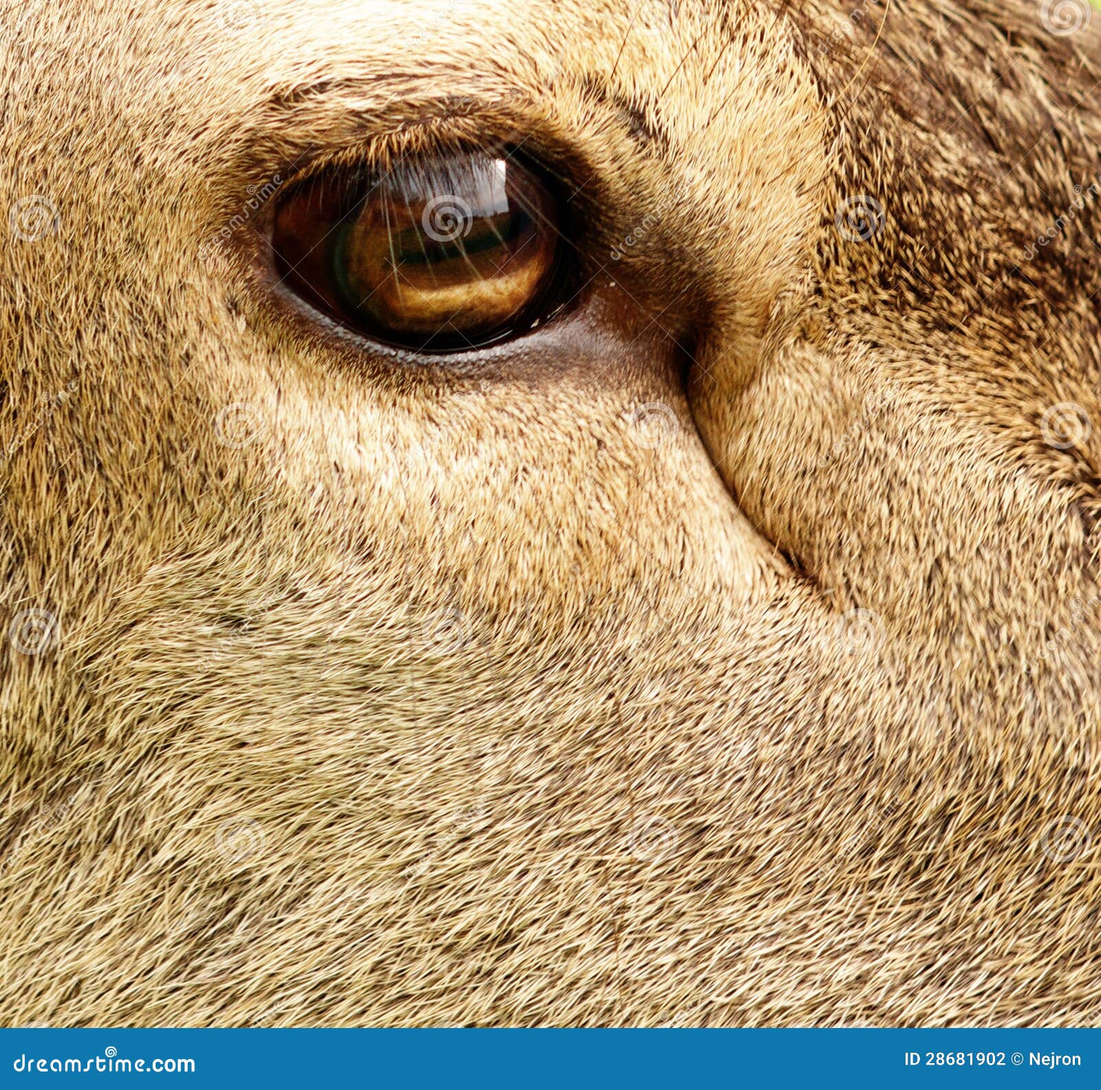 Brown deer eye stock photo. Image of eyelid, looking - 28681902