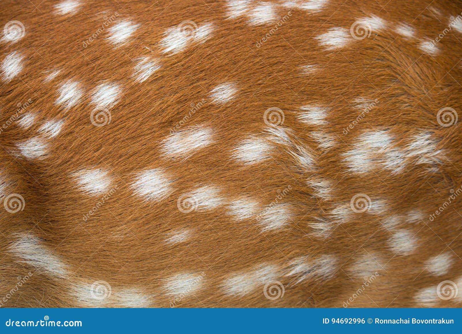 Brown deer fur stock photo. Image of cervus, sika, ornate - 94692996