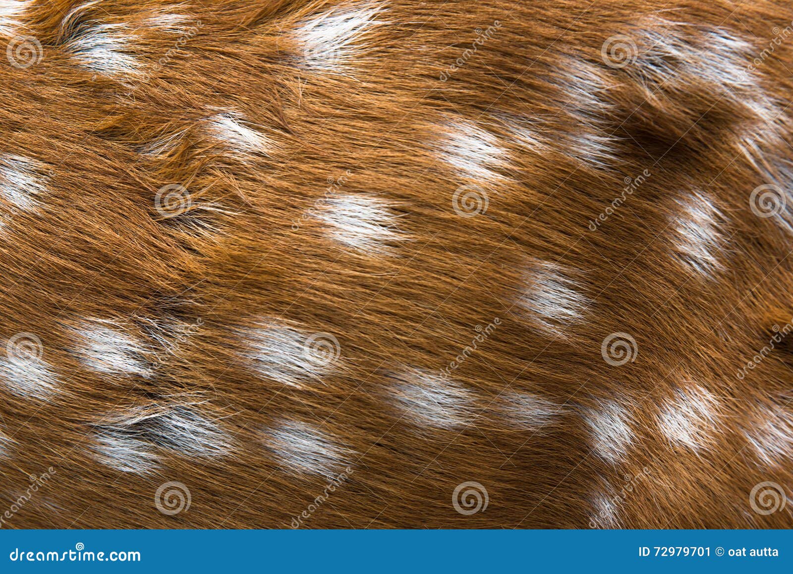 Brown of Deer Skin and Fur Closeup Background Stock Illustration ...